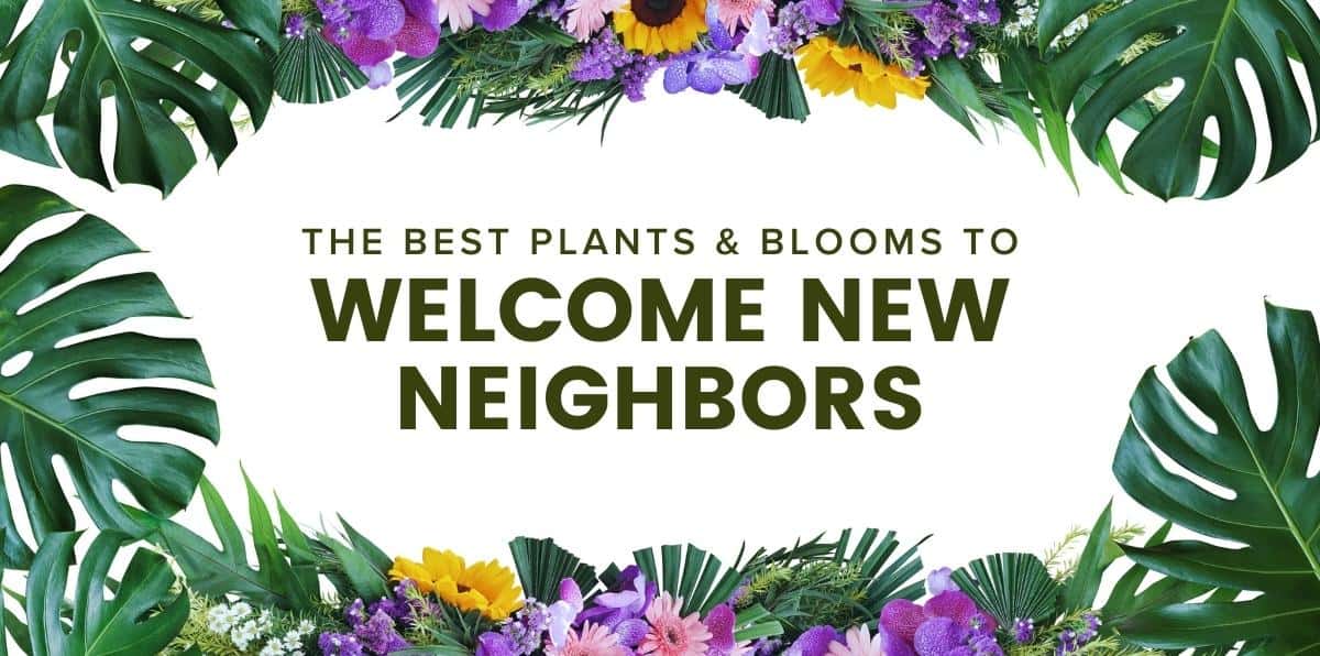 Our Favorite Housewarming Flowers and Plants for New Neighbors - Breens ...